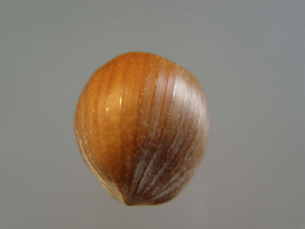 Natural Surfaces – Daylight and Architecture