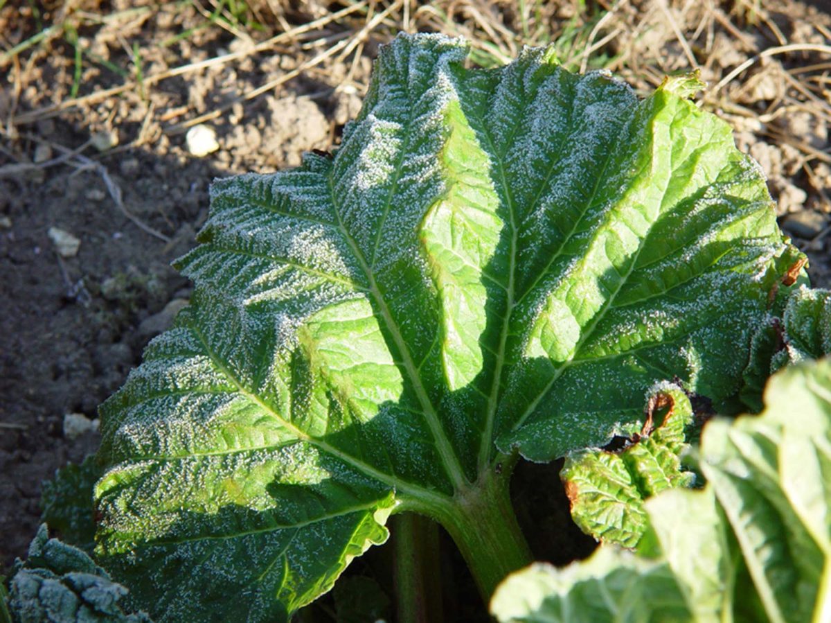 Natural Surfaces – Daylight and Architecture